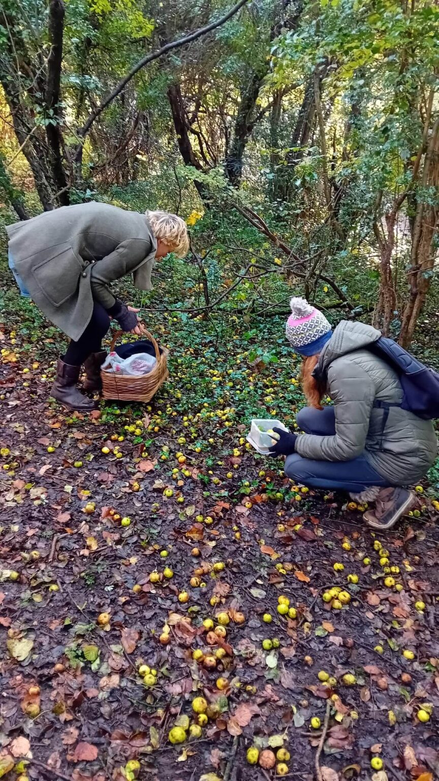 Plant Foraging Walks with Julie | Foraging in Surrey - Foraging Life