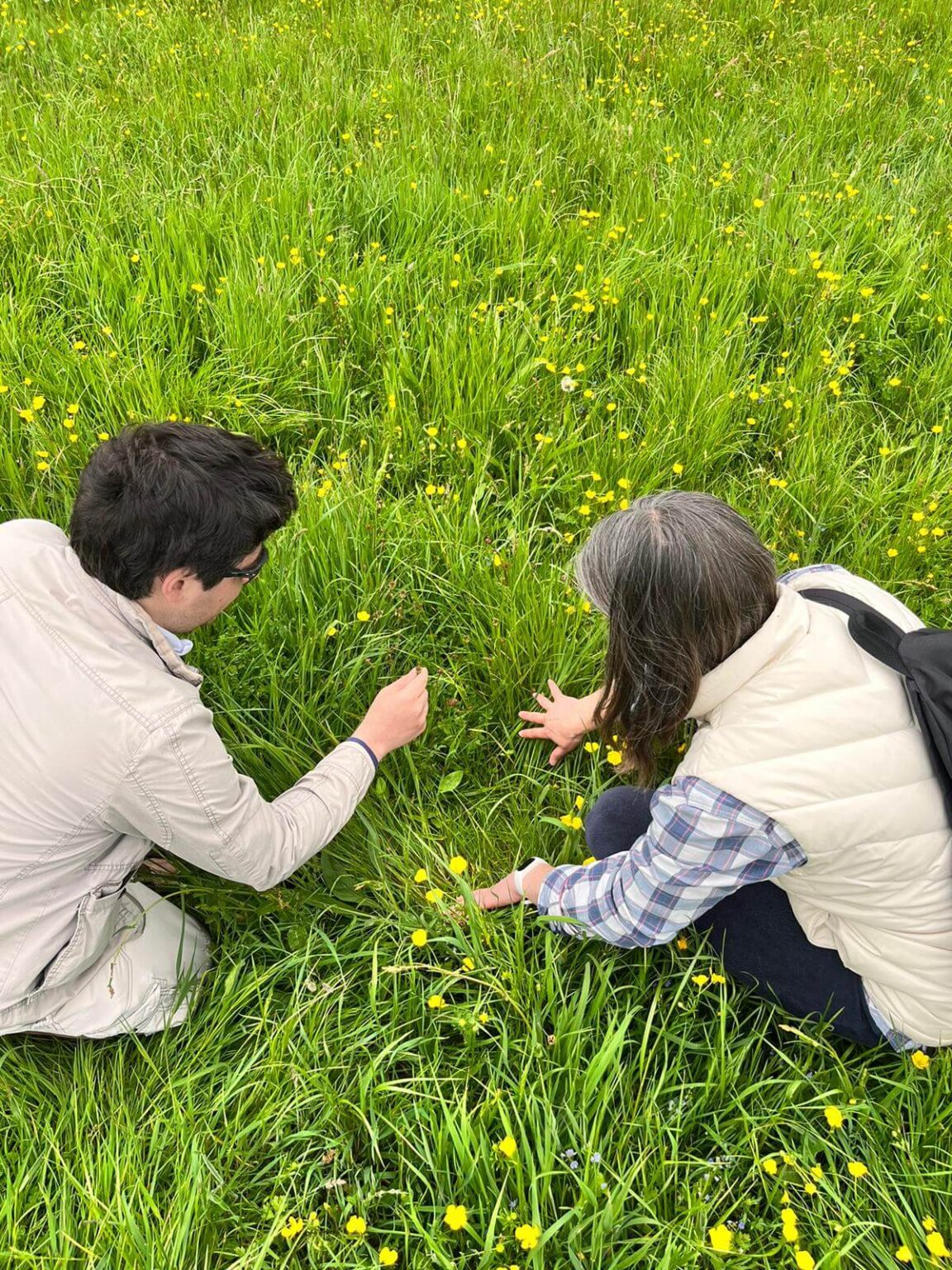 Plant Foraging Walks with Julie | Foraging in Surrey - Foraging Life